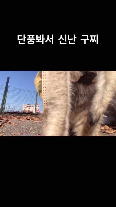 드디어 모험을 떠나는 명탐정 구찌 🍁 Youtube