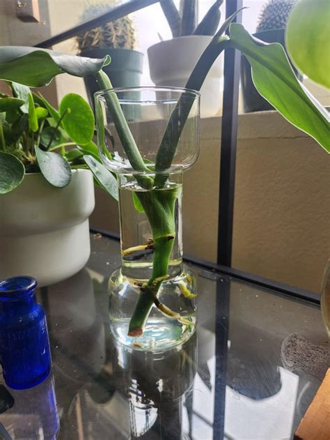 My New Favorite Propogation Vase Rhouseplants