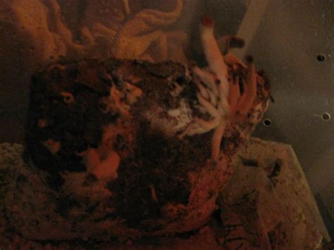 Tell Us What Youre Doing With Spore Spawn And Such Fungi Forum At