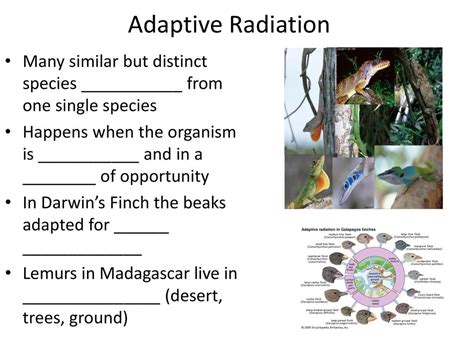 Option D2 Species And Speciation Ppt Download