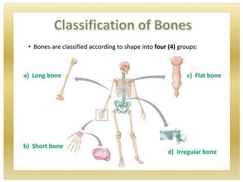 Ppt Skeletal System Powerpoint Presentation Free Download Id2844972