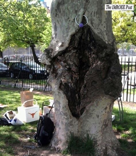 Melirik Undang Undang Pornografi Pohon Harusnya Tidak Seperti Ini IMROEE