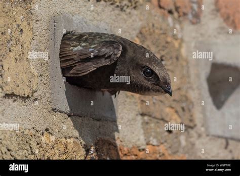 Swift Nest Hi Res Stock Photography And Images Alamy