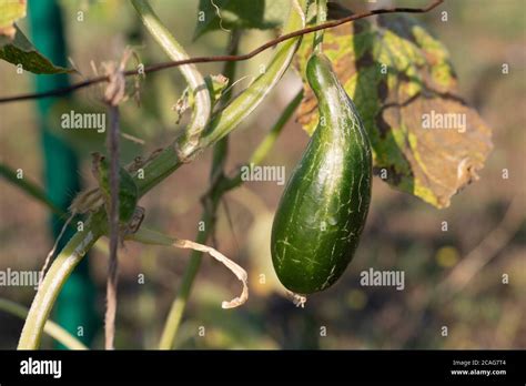Nutrient Deficiency Plant Hi Res Stock Photography And Images Alamy
