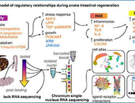 Rna Seq Enables Discovery Of Potential Biomarker Ssrs Simple Sequence Repeats Rna Seq Blog