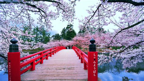 Flor De Sakura Cuándo Y Los Mejores Lugares Para Verla En Japón Gq