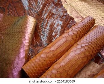 Red Python Images Stock Photos Vectors Shutterstock