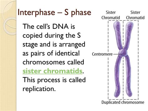 Genes And Cell Division Mitosis Ppt Download
