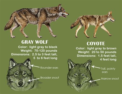 Coyote Vs Wolf