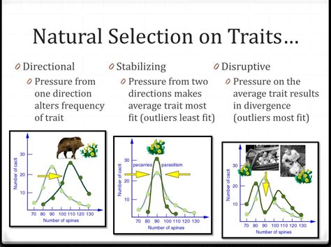 Ppt Evolution Powerpoint Presentation Free Download Id2106239