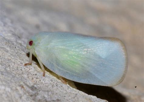 Ormenoides Venusta Ormenoides Venusta Bugguide Net