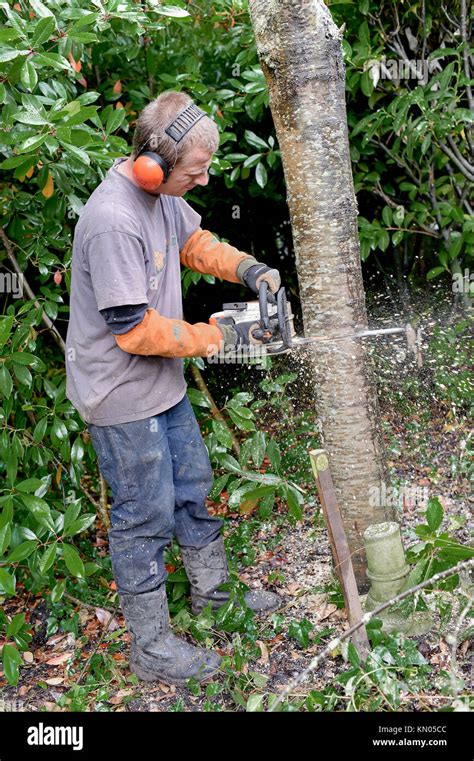 Man Chainsawing Trunk Of Tree Stock Photo Alamy