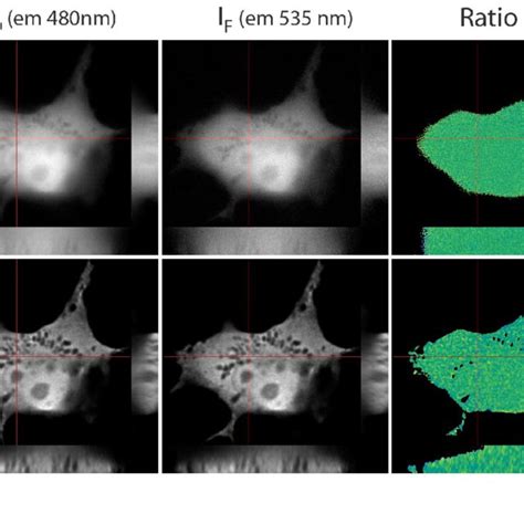 Quantitative Deconvolution Of One Fluorophore Measured At Two