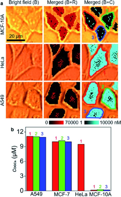 a sers imaging and o glcnacylation mapping of mcf 10a hela and a549 download scientific
