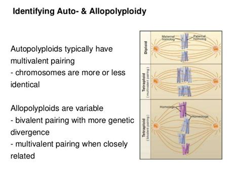 Allopolyploid