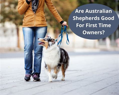 Are Australian Shepherds Good For First-Time Owners? - Four Paw City