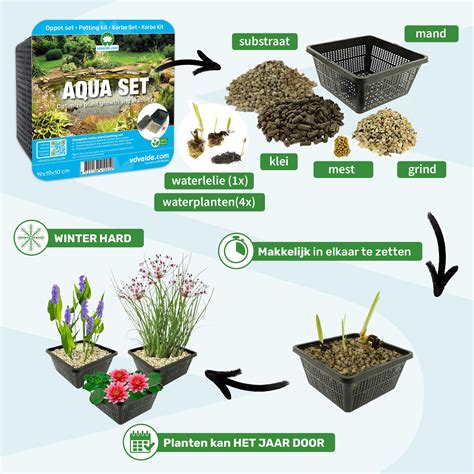 Nymphaea Purple Rain