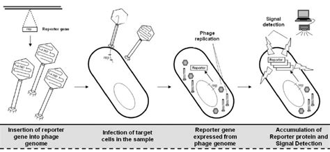 General Schematic For Reporter Phage Assays Schematic Representation