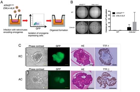 Expansion Of Oncogene Transformed Mouse Lung Epithelial Cells Supported Download Scientific
