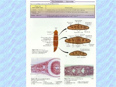 Body Symmetry Coelomate Symmetrical Acoelomate No Mesoderm Pseudocoelomate
