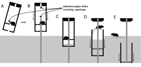 Figure 12 From The Mouse Magnetic Compass Semantic Scholar