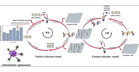 Screening Of A High Affinity Aptamer For Aflatoxin M1 And Development