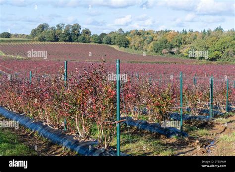 Organic Blueberry Fields Or Farm In Autumn Blueberry Fruit Bushes With