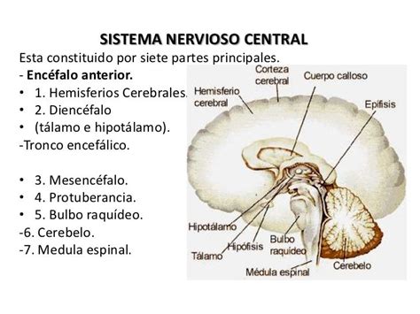 Sistema Nervioso Central Snc Partes Funciones Y