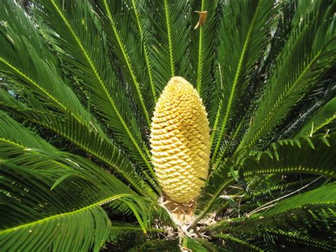 Unit 2 Plant Taxonomy Gymnosperms Angiosperms Inflorescence And Fruits Flashcards Quizlet
