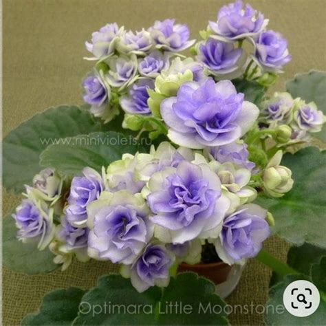 Optimara Little Moonstone - laurab