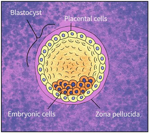 Early Pregnancy Explained An Illustrated Guide Shots Health News Npr