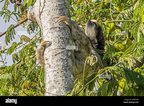 Pale Throated Three Toe Sloth Burro Burro River Surama Amerindian