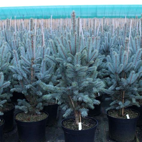Picea Pungens Iseli Fastigiate Colorado Blue Spruce