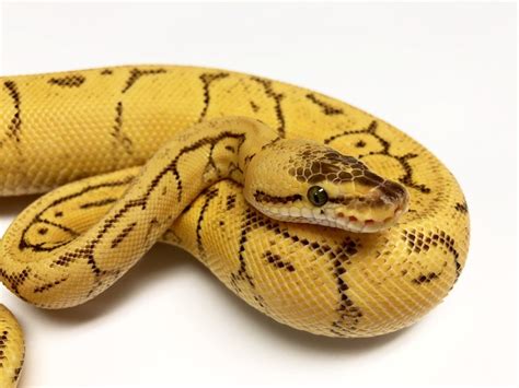 Yellow Belly Ball Python Traits Morphpedia