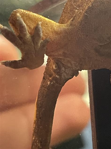 Can Anyone Tell Me The Sex Sorry For The Bad Quality Ive Been Trying To Take A Photo For