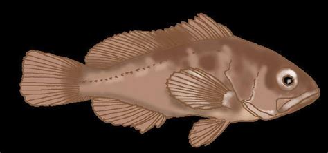 Mero Cherna Nassau Grouper Epinephelus Striatus By Caribbean