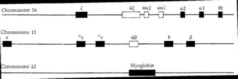 Week 7 Duplicated Genes And Sex Chromosomes In Genomics Flashcards