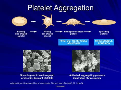 Ppt Platelet Function Powerpoint Presentation Free Download Id6609153