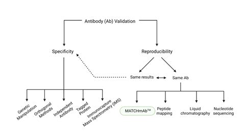 Antibody Validation And Its Use Cases Rapid Novor