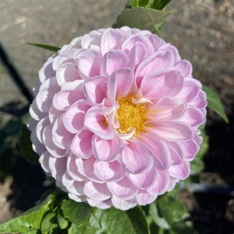 Dahlia Camano Zoe In The Dahlias Database