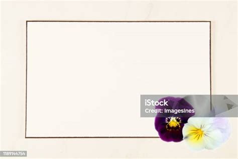 장례식 애도 카드 흰색 대리석 배경에 꽃잎 뿔 팬지 고립 근처 빈 프레임 감사 감정 칭찬 카드 인사말 애도 프레임 0명에 대한 스톡 사진 및 기타 이미지 Istock