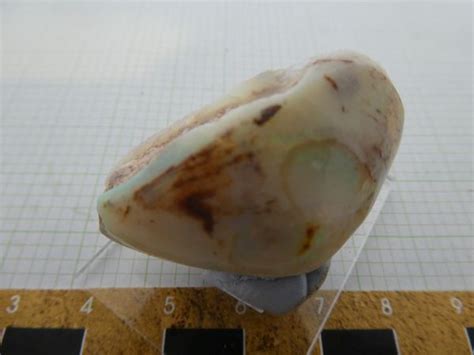 Au One Of Australias Best Fossil Suppliers