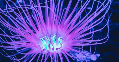 What Are Cloud Managed Services Hcltech