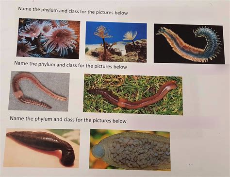 Annelids Examples