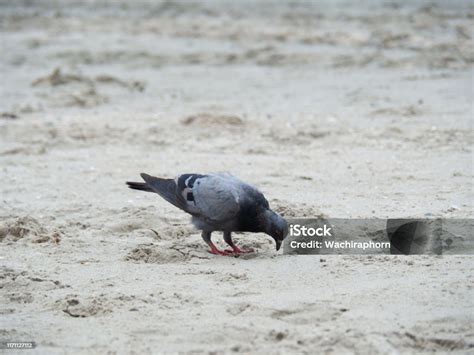 아름다운 산 푸른 하늘과 방 프라 저수지 태국의 물 전망대 그것은 유명한 관광 명소 중 하나이며 훌륭한 휴식 장소 산과 녹색 나무 숲 위의 아름다운 풍경입니다 흐린