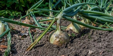 Коли копати цибулю 2025 — Експерти назвали дати і поради для збору і зберігання на зиму Nv