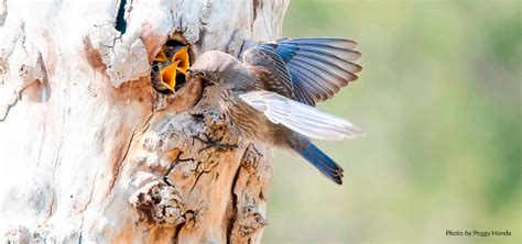 Tree Care For Birds Unlocking The Power Of Arboriculture To Enhance Habitat