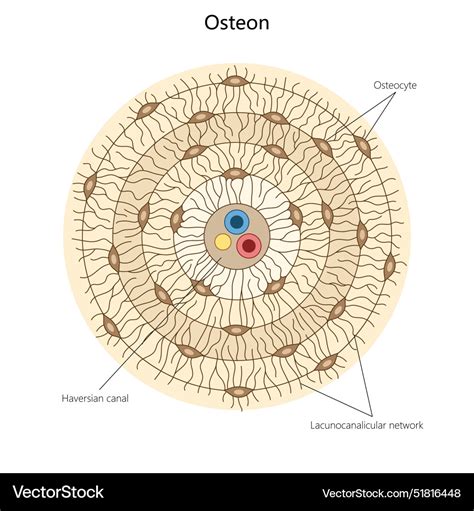 Osteon Structure Diagram Medical Science Vector Image