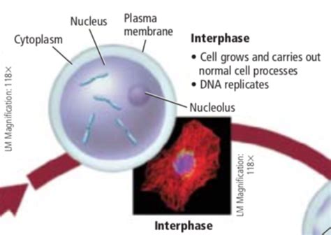 Cell Division Flashcards Quizlet