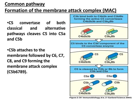 Ppt Complement System Powerpoint Presentation Free Download Id1975728